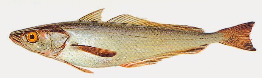 El rincón de Mundín: LA MERLUZA: CARACTERÍSTICAS Y DIFERENCIAS