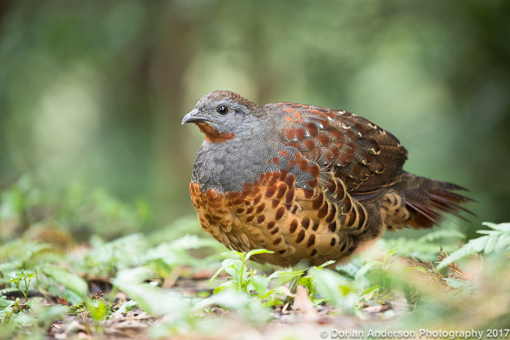 The Speckled Hatchback: Post #122 - Birding Taiwan, part 2 of 2 ...