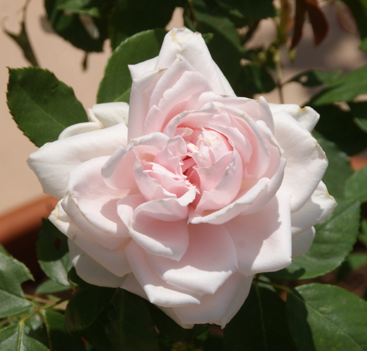Organic Garden Dreams: Summer Roses