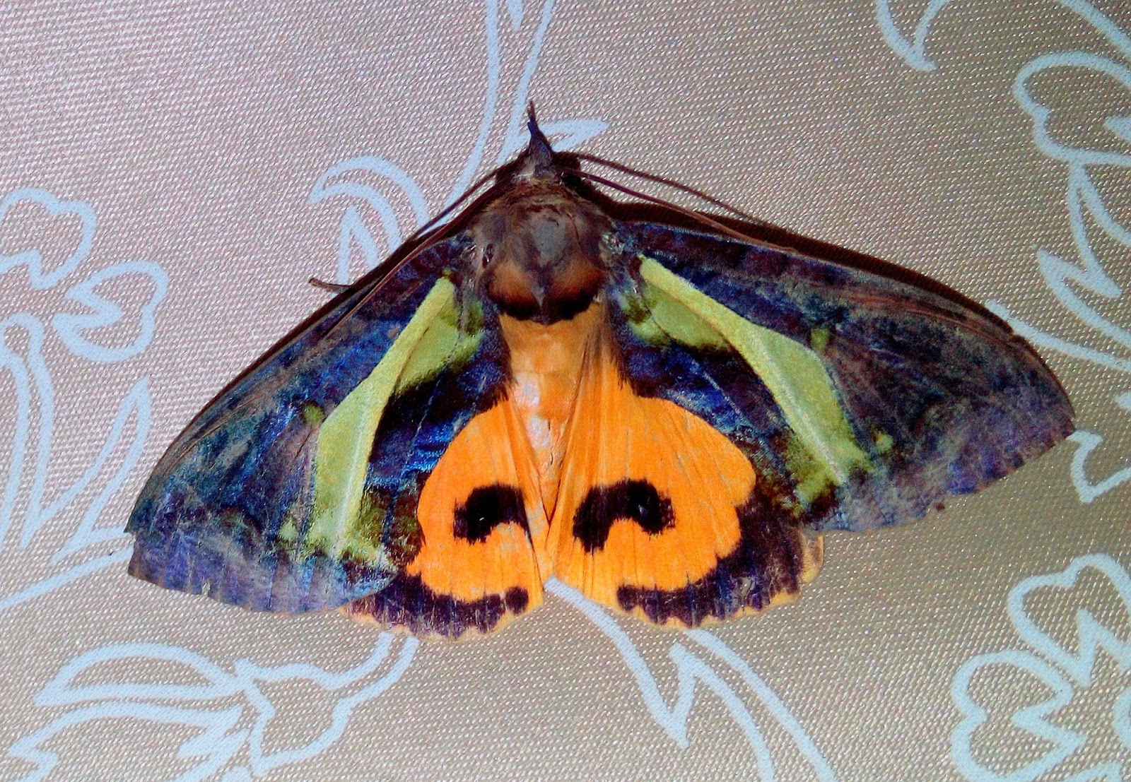 Moths Of Kerala: Fruit Piercing Moth-Female(Eudocima homaena)