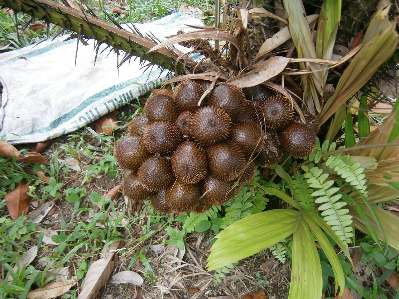 KAKCIK SEROJA: 18/12/2011 - ke dusun buah-buahan...