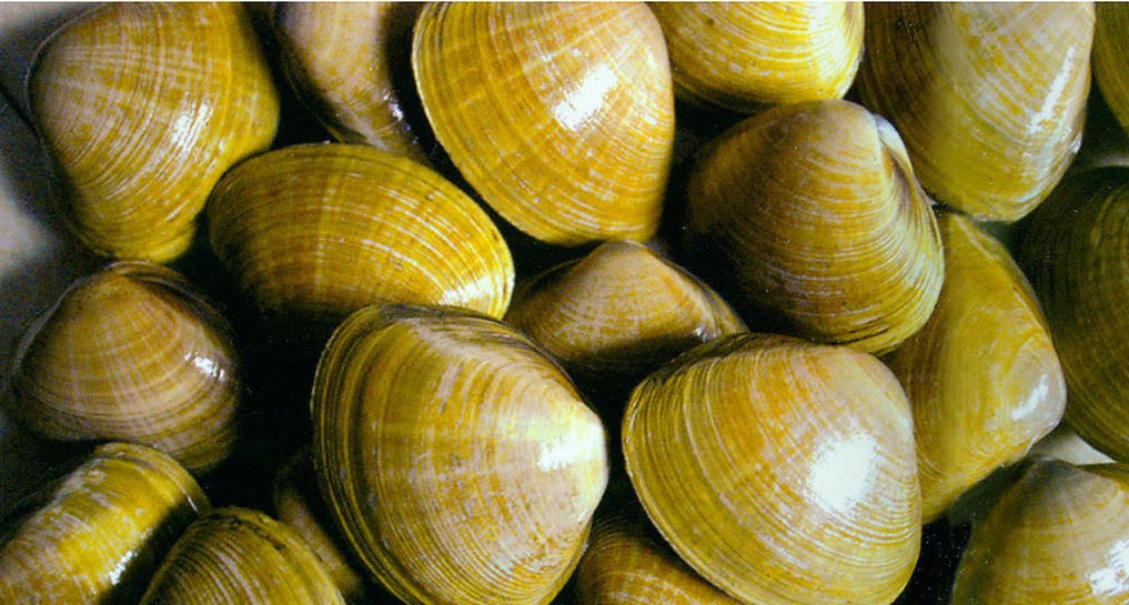 Taiwan dietary supplement database TDSD: Clam Protein 蜆蛋白 （Corbiculidae）