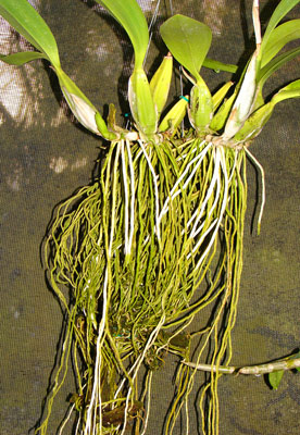 Morfologi Anggrek ~ El Filaha