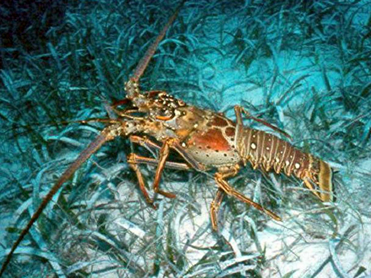 Langosta espinosa: Panulirus argus spp