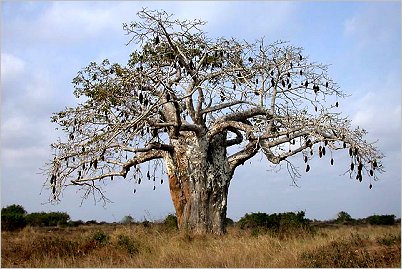 Lume & Ar: O Baobá ou Imbondeiro