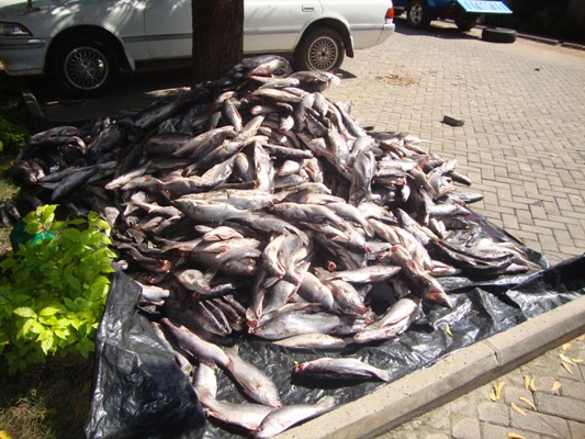 KNOWLEDGE MATTERS: Fish from Lake Victoria sells high in Dar markets-Survey