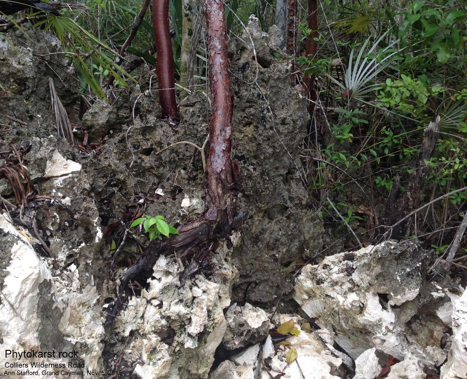 CaymANNature: Cayman Rocks – Caymanite and Phytokarst