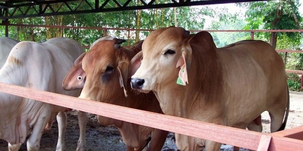 Cara Ternak pada Sapi Potong | Budidaya Bibit