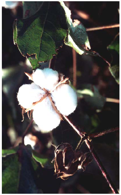 Plantera Framtiden Idag: Bomull VS Hampa