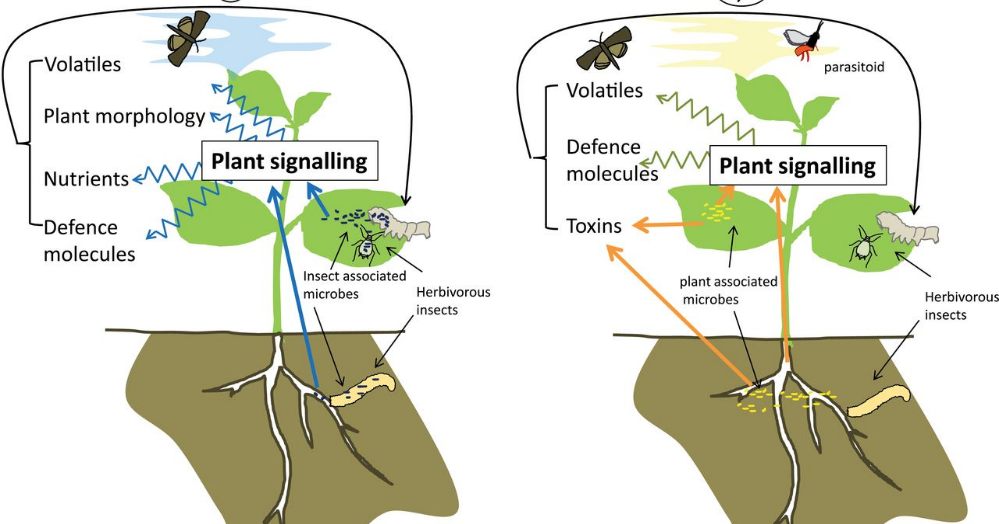 EFFECT OF THE MICROBIAL COMMUNITY COMPOSITION ON PLANT-INSECT INTERACTIONS