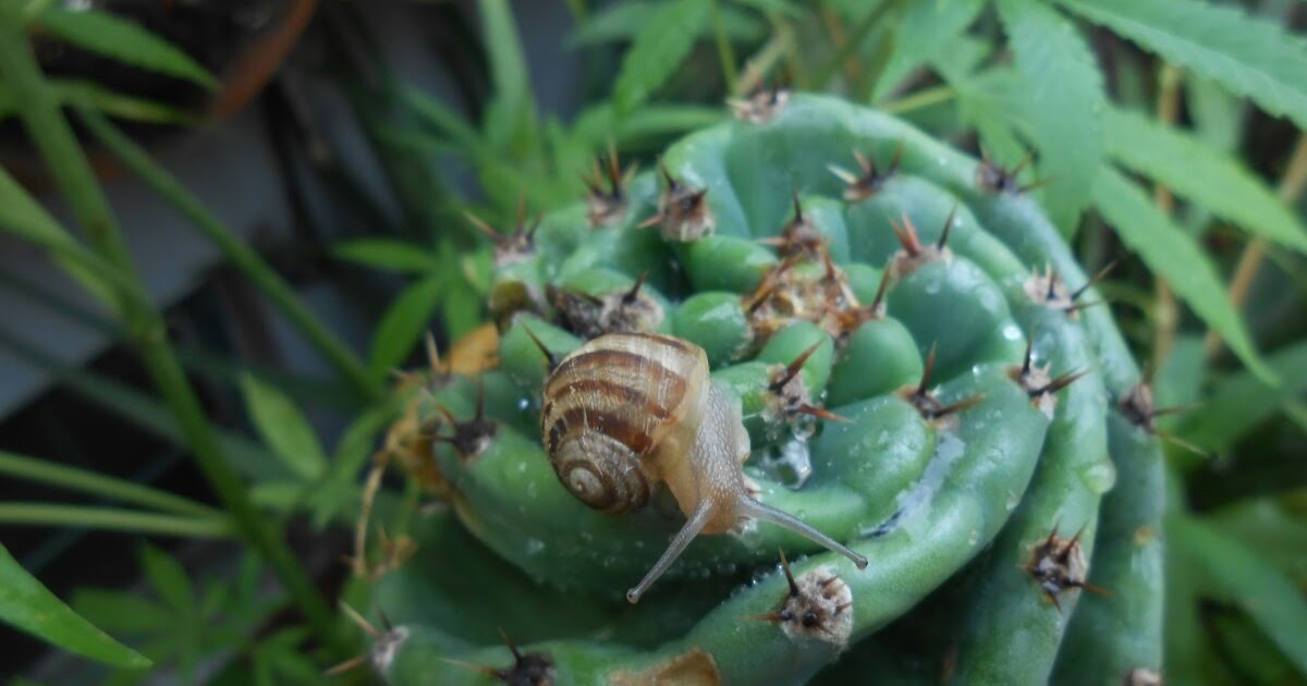PLANTAS MORENAL: Cactus Espiral - Cereus Forbesii Spiralis - Espiralado