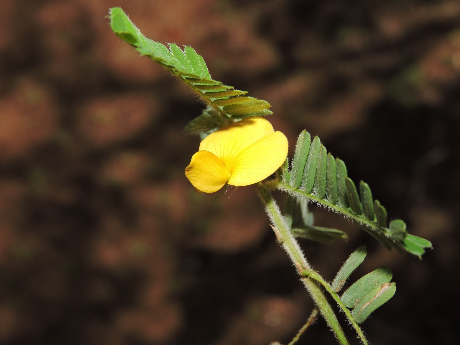 Fabaceae - Leguminosae no Brasil: Ctenodon