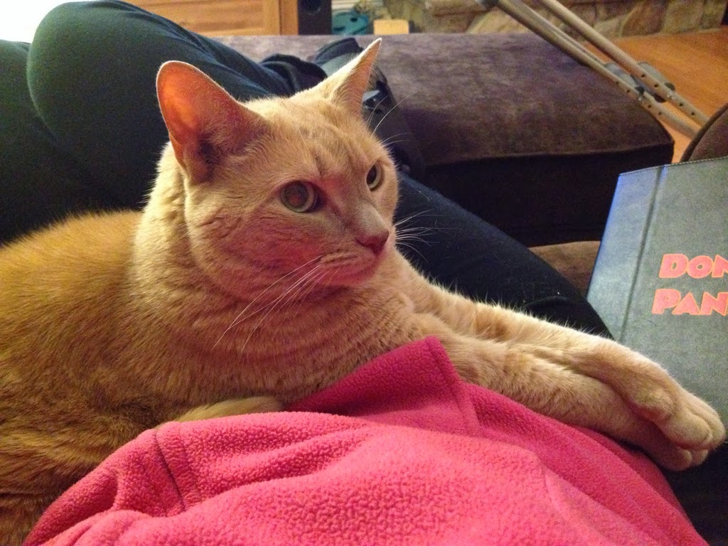 The Cupcake Triathete: Tripping Over the Cat