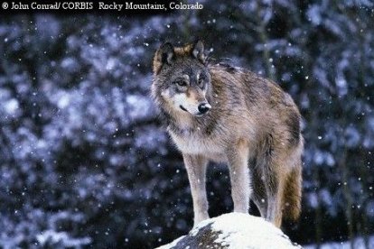 Abe's Animals: 7 extinct wolves from Extinct wolves from all around the ...