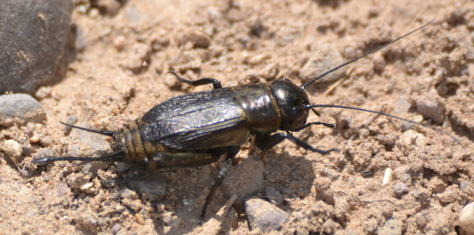EN EL MONCAYO: Grillo (Macho)(Melanogryllus desertus)