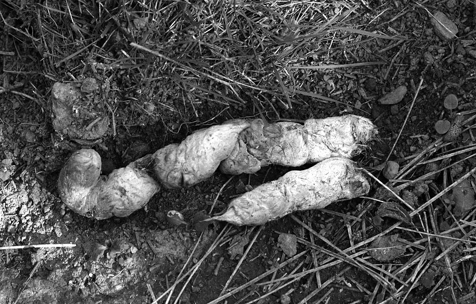 Snapshots: Scatology 101