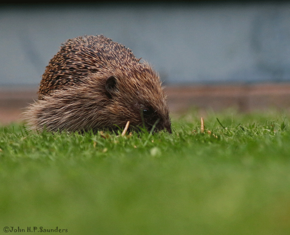 Hedgeland Tales: Hedgehogs in the garden