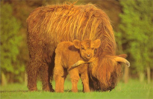 Viajamos por Escocia: The Highland Cow (la vaca escocesa).