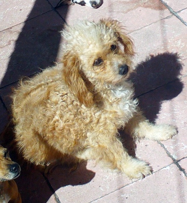 Fresh poodle cafe - Imagui