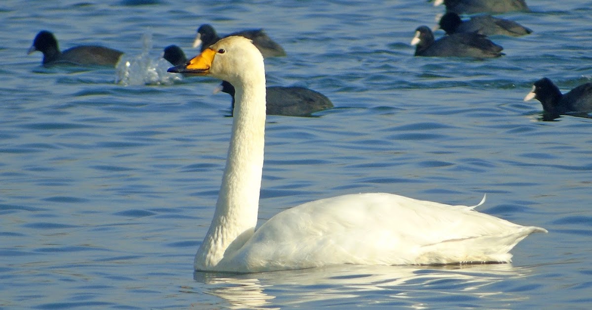 PASARI DIN ROMANIA: LEBADA DE IARNA, Cygnus cygnus