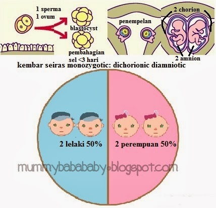 Pembentukan Kembar Seiras, Kembar Tak Seiras Dan Kembar Siam - Ira ...