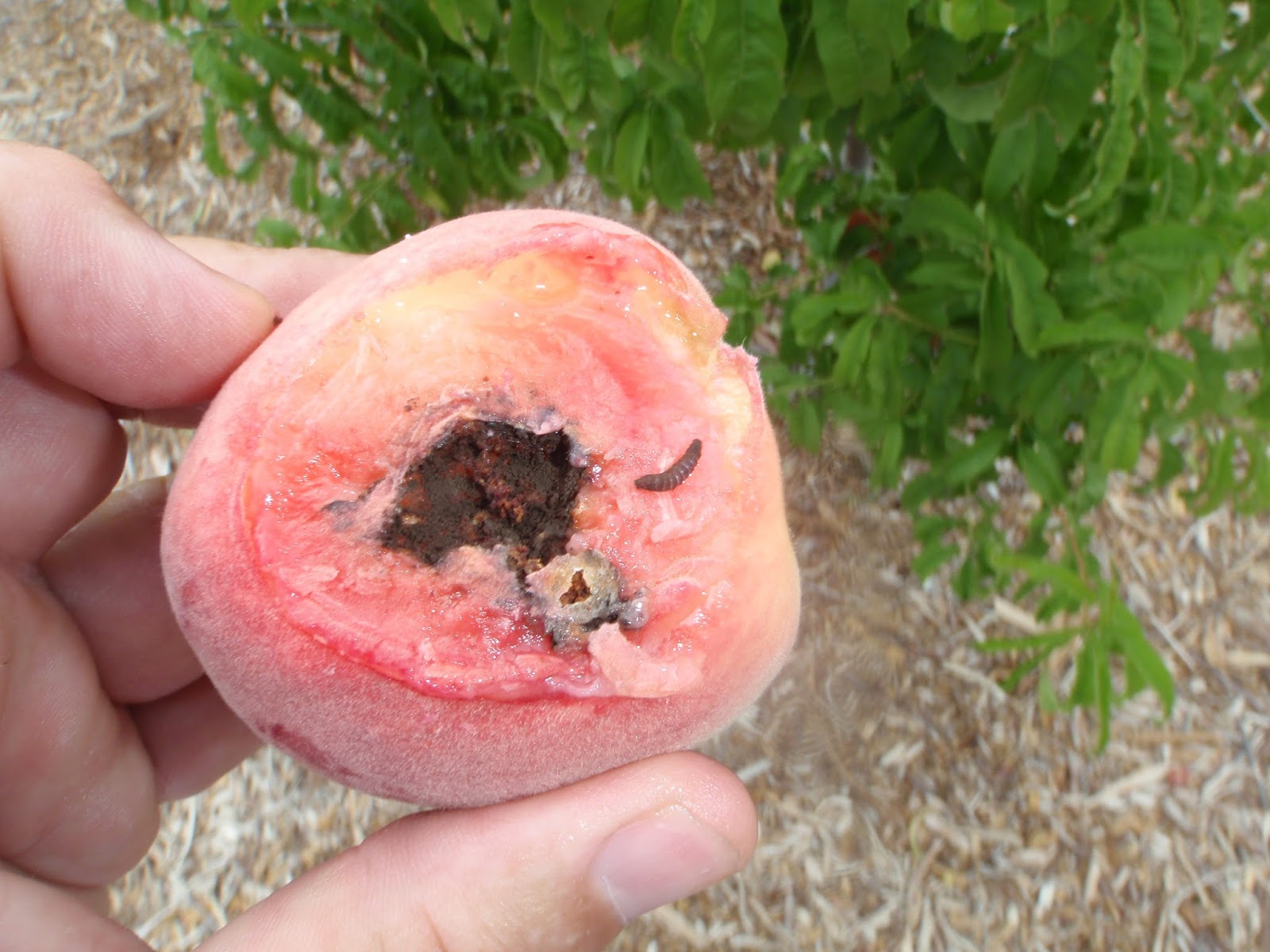 Xtremehorticulture of the Desert: Use Traps on Fruit Trees Not Insecticides