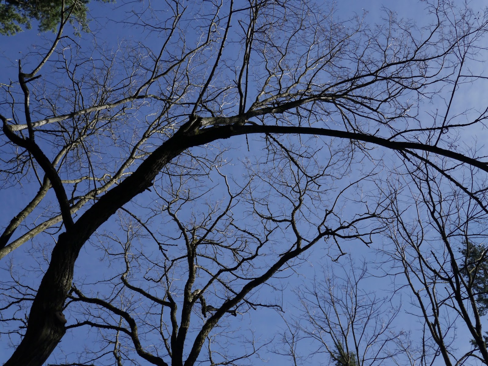 The Hoyt, Part II: Oregon myrtles and the winter garden