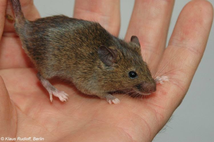 Info animales: UNA FAMILIA DEL VIEJO MUNDO