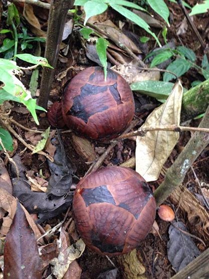 MENENGOK KEKAYAAN DI DALAM TAMAN BUKIT BARISAN SELATAN ~ DUNIAINDRA