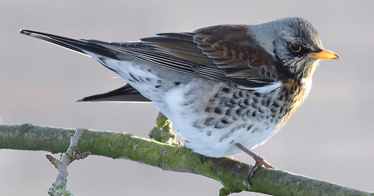 Another Bird Blog: A Fieldfare Find