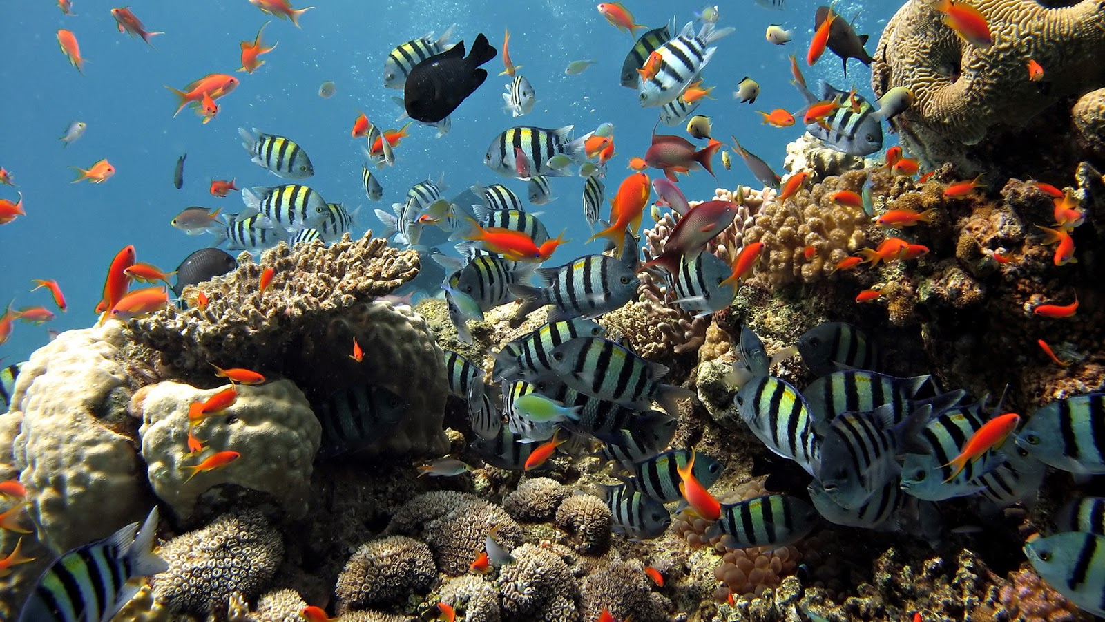 Coral reef fish | Earth Blog