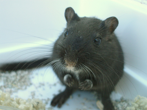 El Reino de la Estrella Polar: HUGH EL JERBO NEGRO