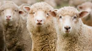 Immediately, this sounds like a pretty awful insult if a group of ...