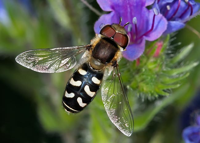 Urban Pollinators: Identification of common garden hoverflies