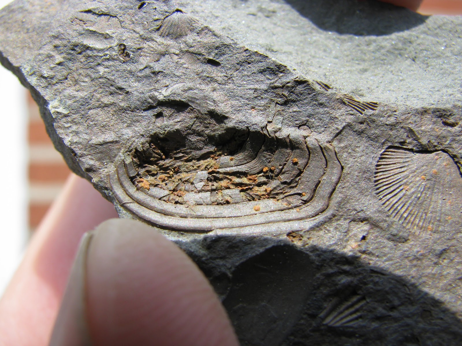 Views of the Mahantango: Some Pelecypods from the Moscow formation