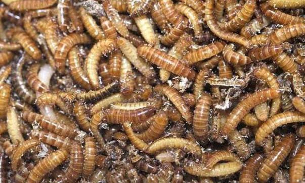 Mengenal manfaat dan tips merawat ulat kandang - Cara Cepat Kicau