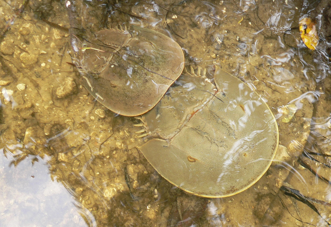 Vida Animal: El cangrejo herradura (Limulus polyphemus)