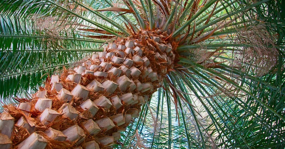 Hiking & Gardening: Pokok Kurma