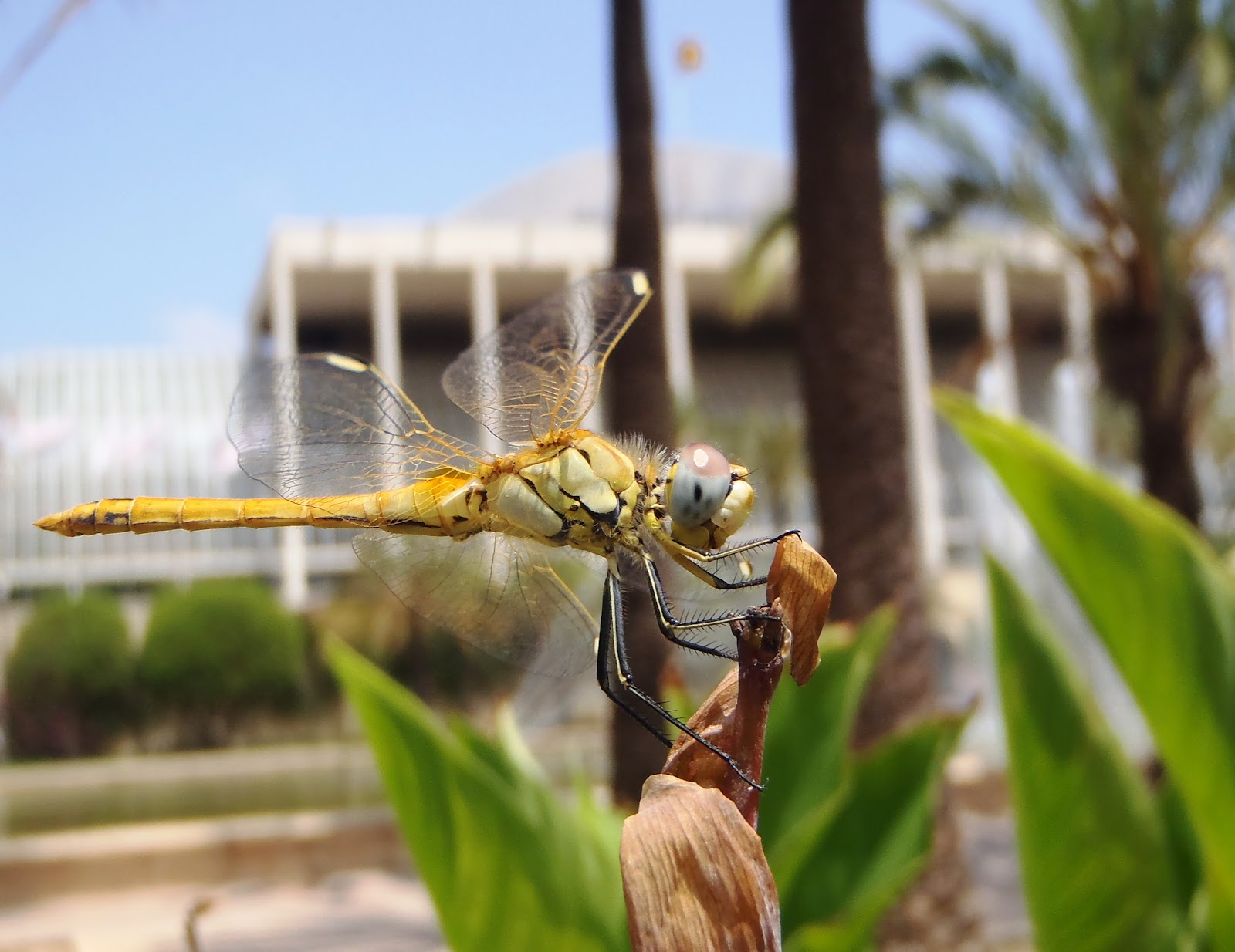 Valencia: Jardines del Río Turia : Fauna