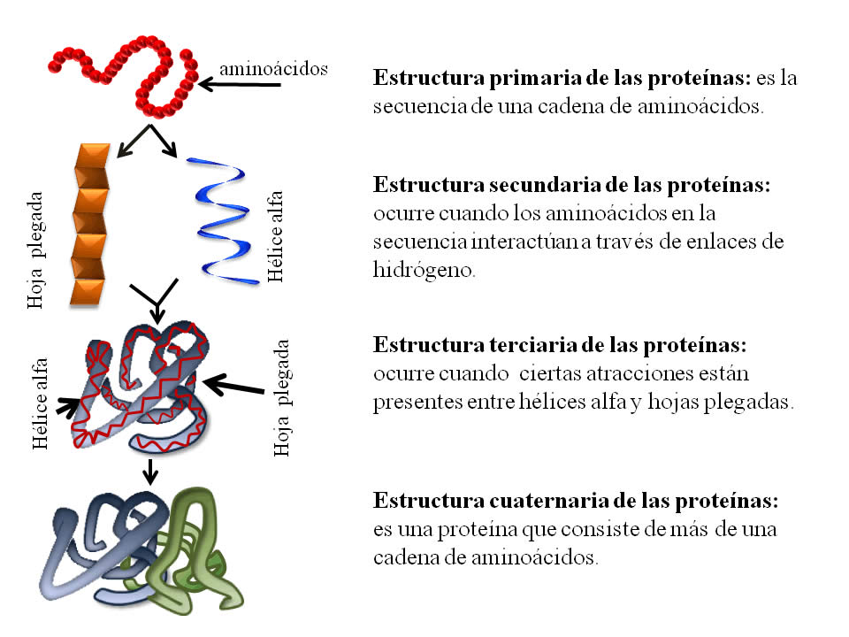 QM-250 Bioquímica: Proteínas