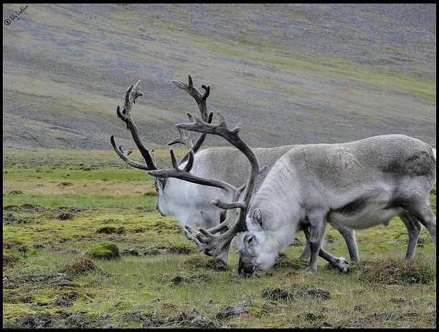Parasite of the Day: Marshallagia marshalli