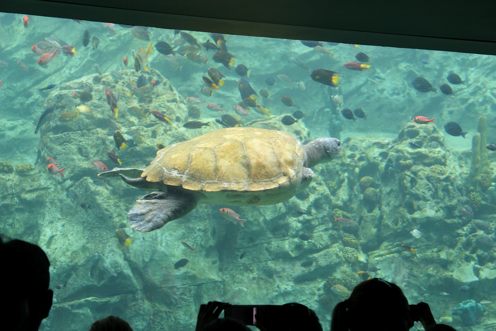 Pajama Penguin Productions: Review: Turtle Trek at SeaWorld Orlando