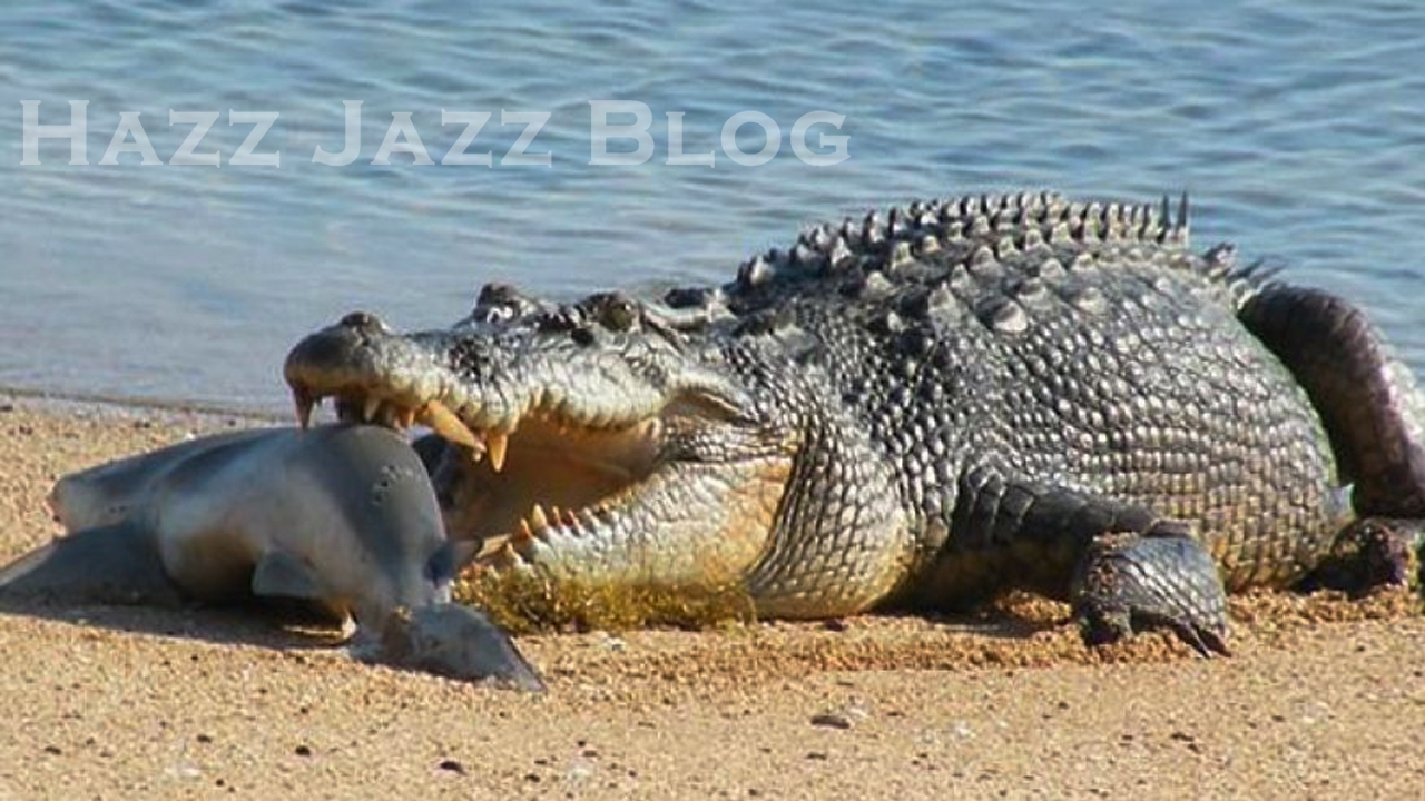 10 Most Dangerous sea creatures in the world