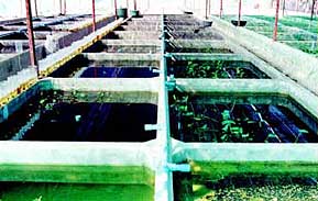 Berita TV Malaysia: Betta Fish farm model
