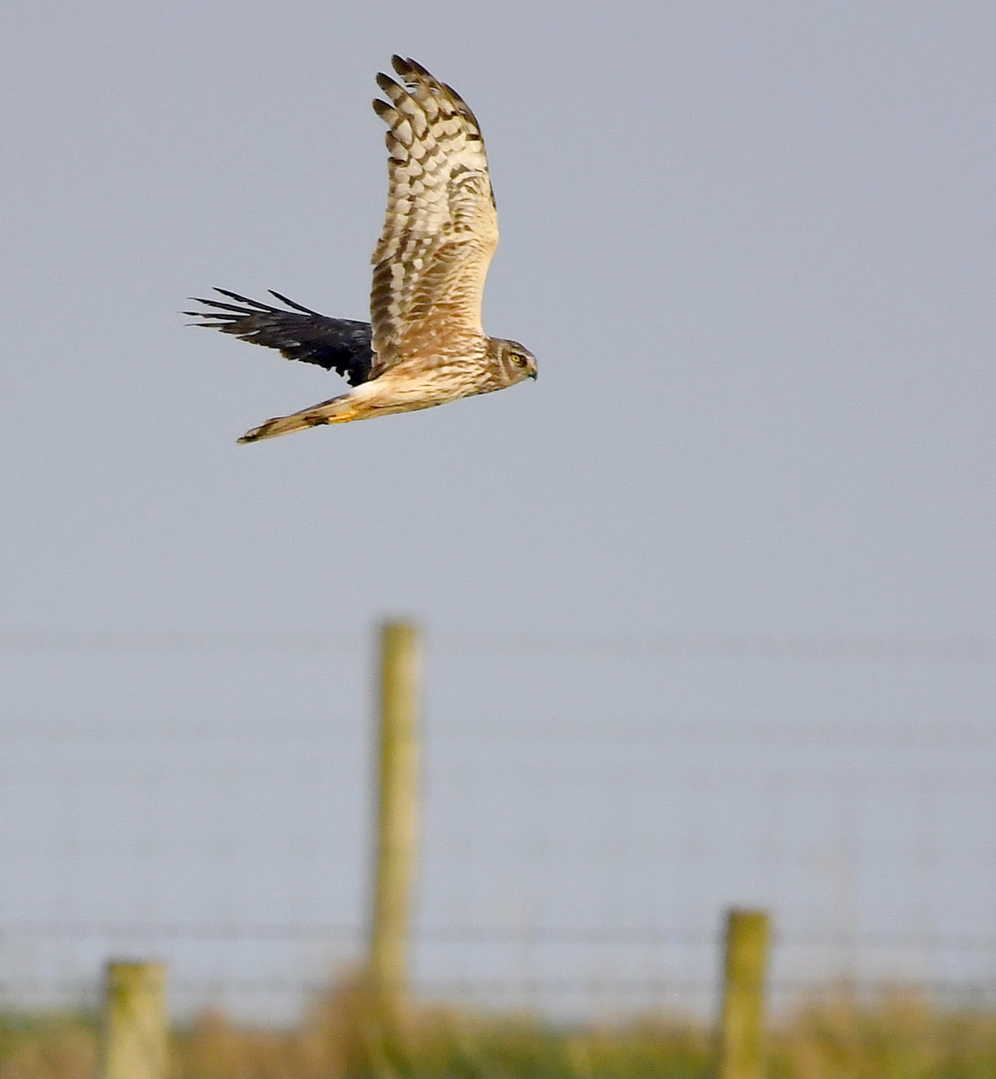 Carl Bovis Nature Photography: Hen Harrier, Merlin and Short Eared Owls ...