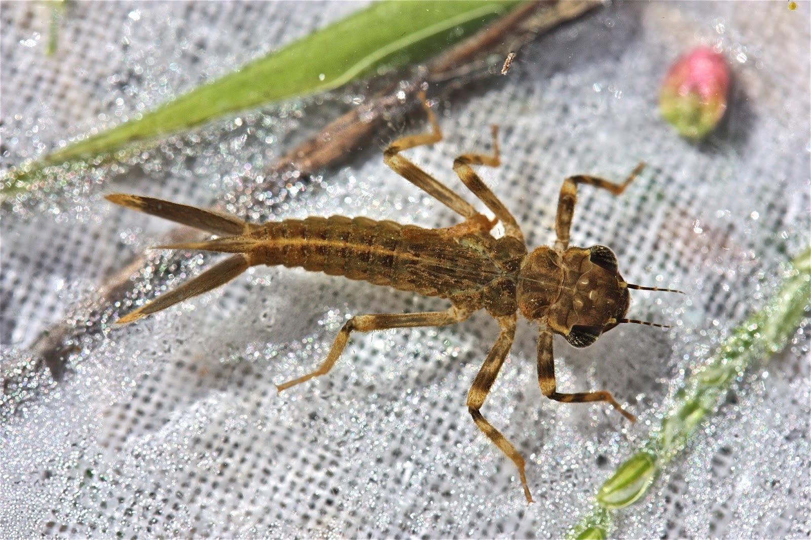 Aquatic Insects of Central Virginia: EPT List: Summer insects in the ...