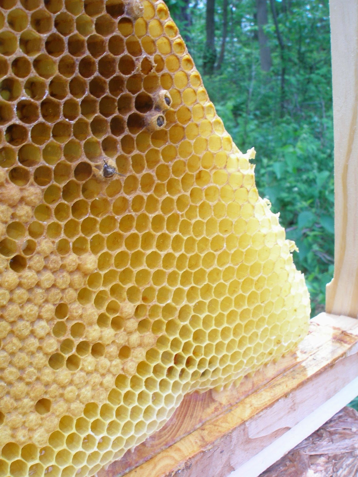 Thy Hand Hath Provided: Our First Langstroth Hive