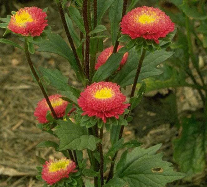 Beechwood Landscape Architecture and Construction: China Aster, Annual ...