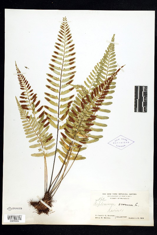FAMILIA DE HELECHOS EN PUERTO RICO: ASPLENIACEAE ASPLENIUM Y HEMIDICTYUM