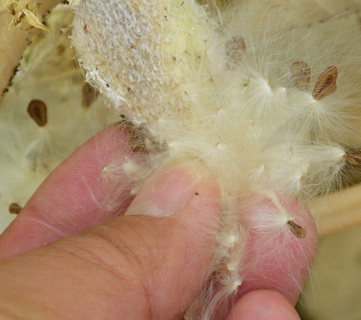 Nevadacrafter: FREE Natural DIY Fiber Filling and Batting